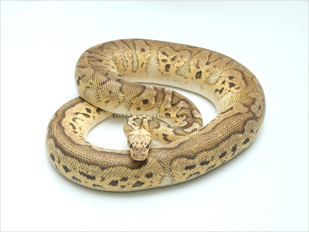 Northwest Reptiles - Ball Pythons for sale - Ball Python breeder
