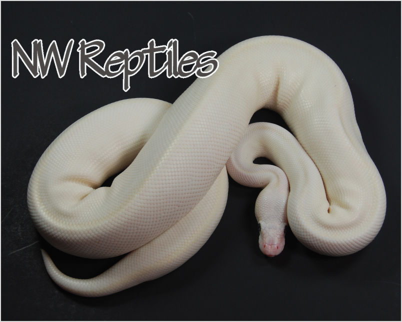 Northwest Reptiles - Blue Eyed Lucistics (BEL) Ball Python Description ...