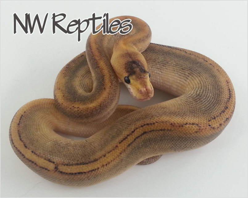 Northwest Reptiles - Champagne Ball Python Description and Photos ...