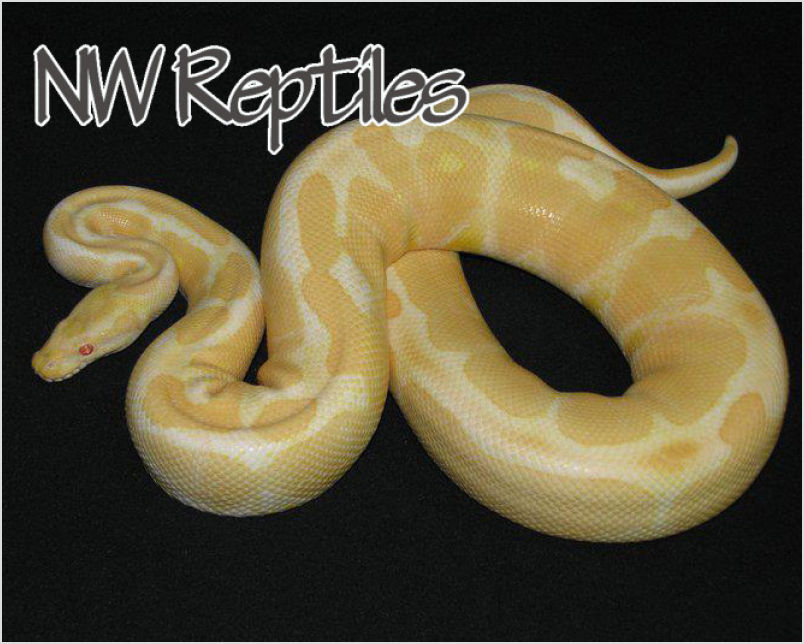 Northwest Reptiles - Albino Ball Python Description and Photos - Ball ...