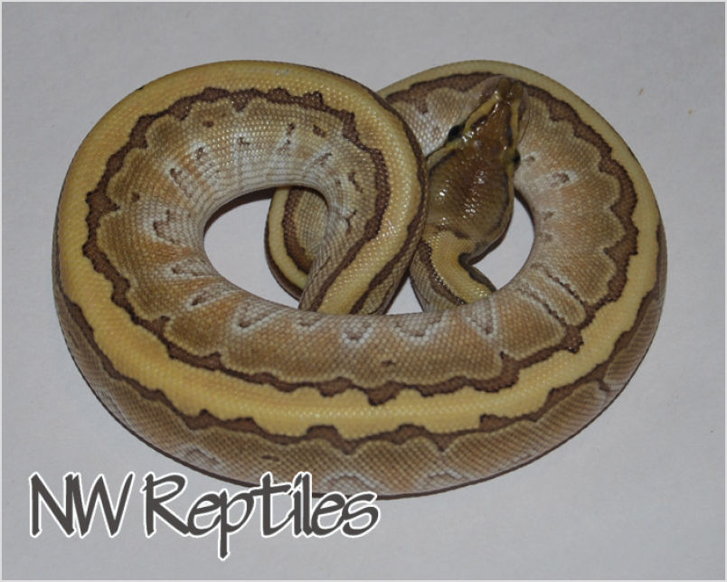 Northwest Reptiles - Butter Pinstripe Ball Python Description and ...
