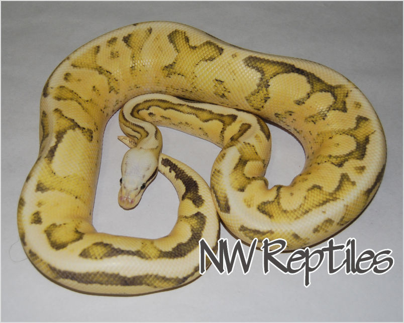 Northwest Reptiles - Vanilla Scream - Northwest Reptiles - Ball Python ...