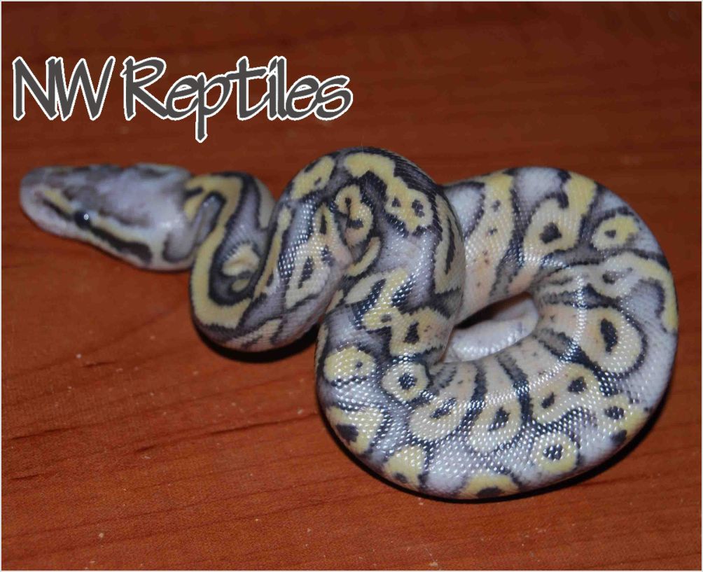Northwest Reptiles - Superfly ball python after first shed - Northwest ...