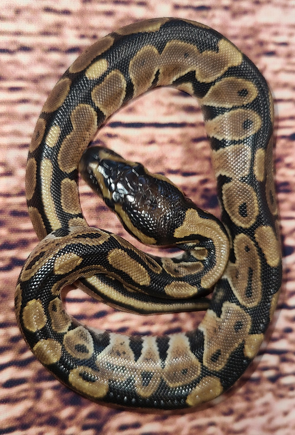 Northwest Reptiles - Ball Python Twins! - Northwest Reptiles - Ball ...