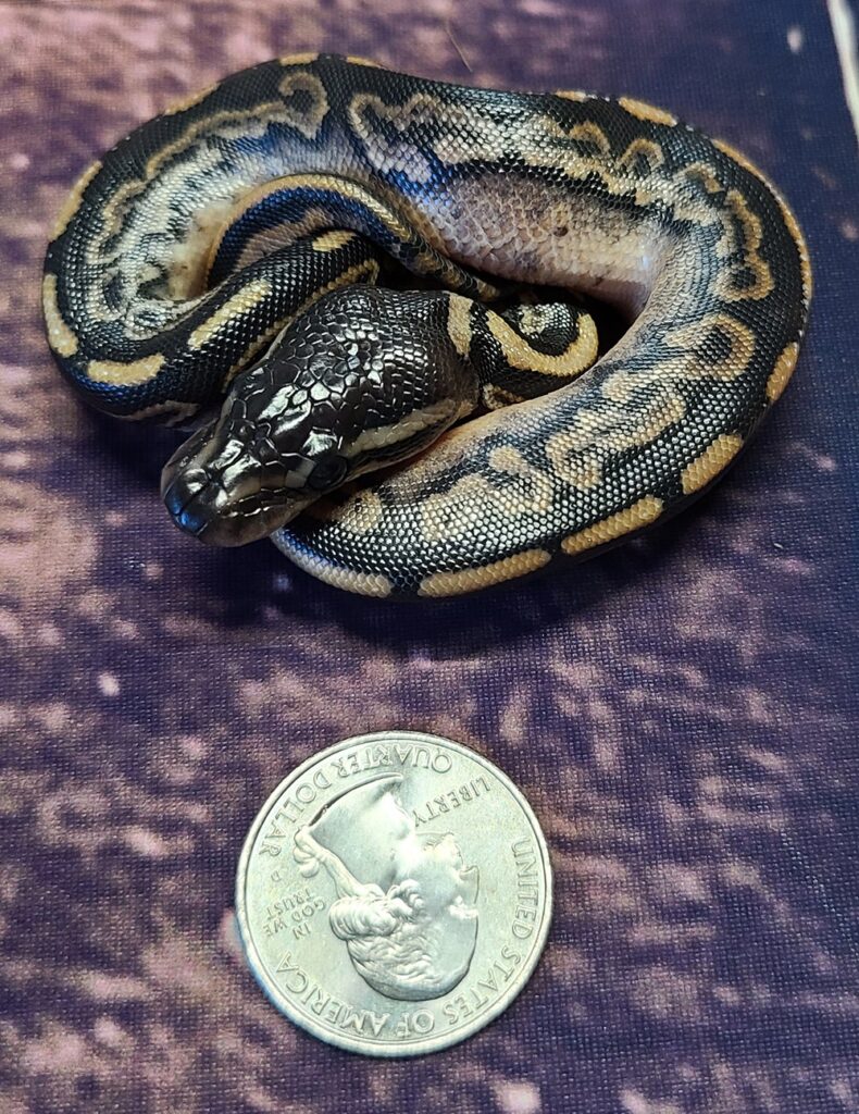 Northwest Reptiles - Ball Python Twins! - Northwest Reptiles - Ball ...